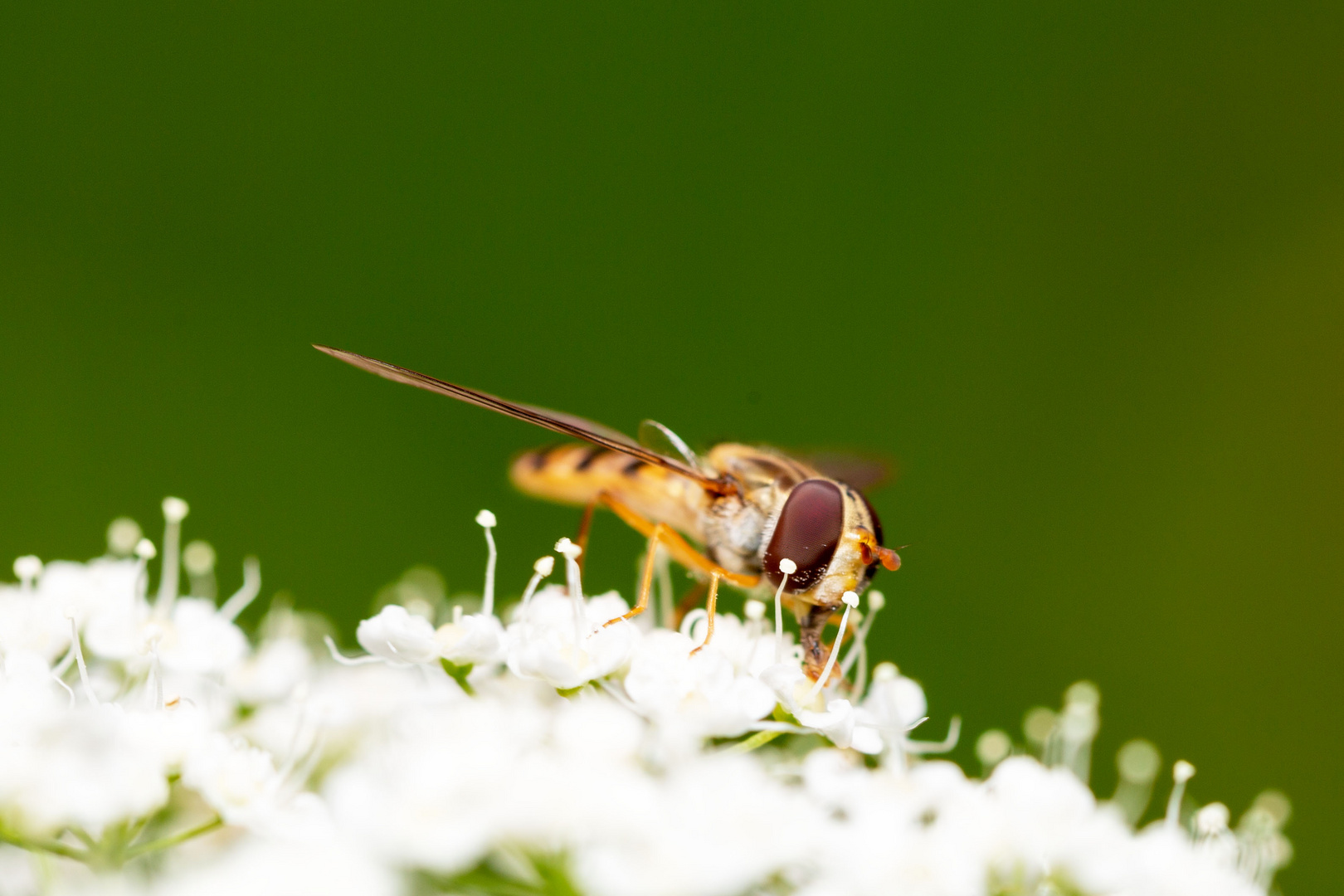 Mimikry Foto & Bild | nah- & makro, tiere, wildlife Bilder auf ...