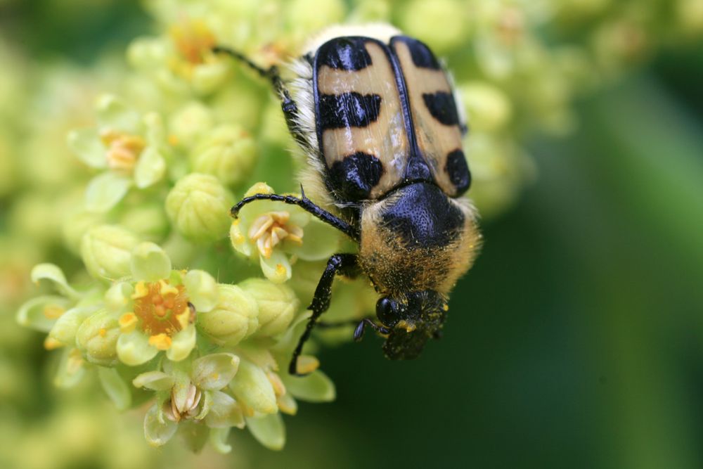 Mimikry Foto & Bild | tiere, wildlife, insekten Bilder auf fotocommunity