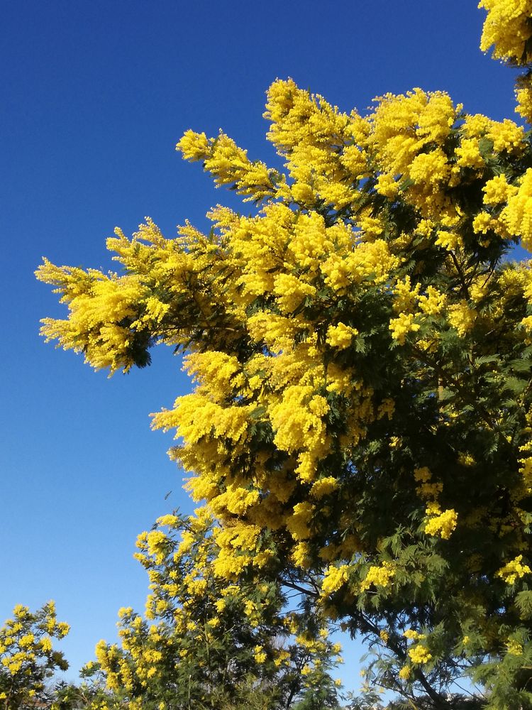 Mimosa ... photo et image | animations photographiques, un jour - une ...