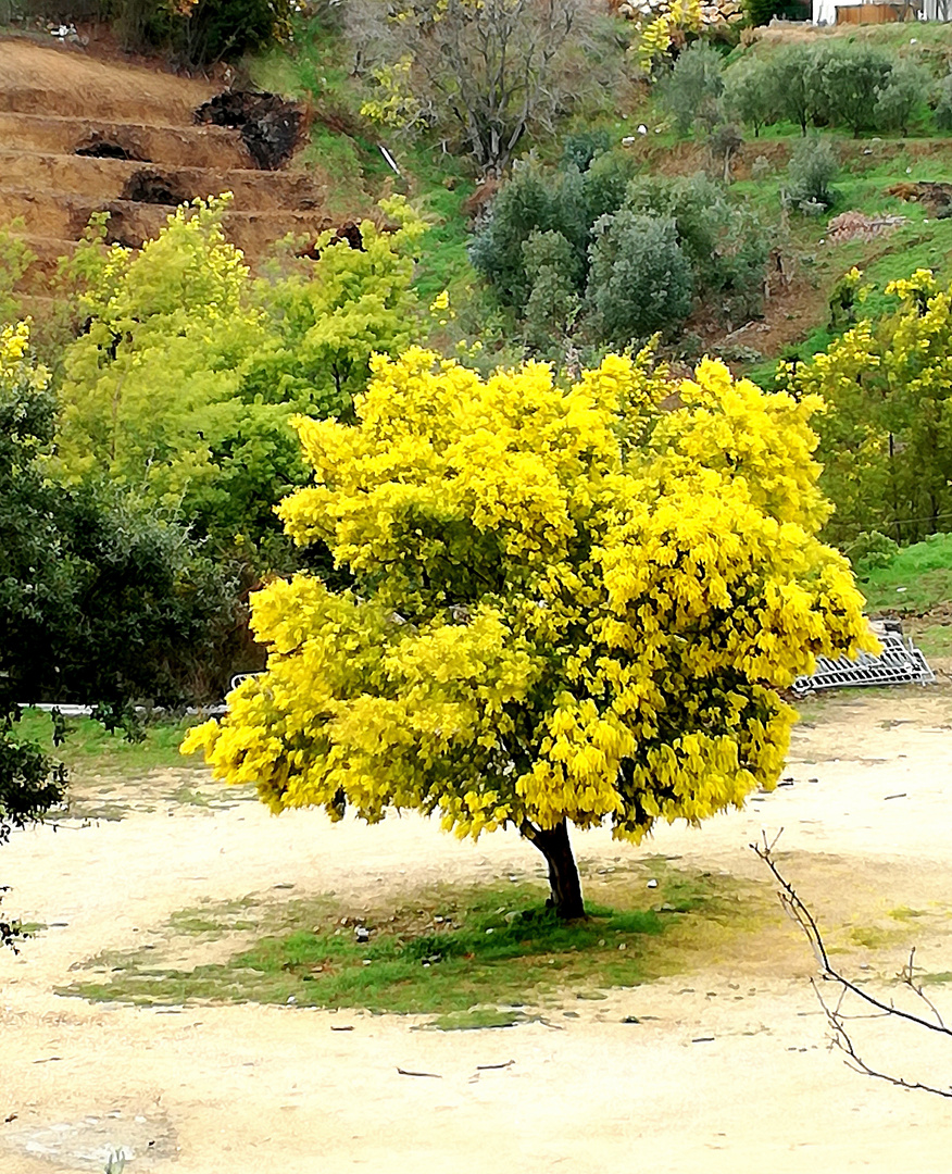 Mimosa .... photo et image | france, world, provence Images fotocommunity