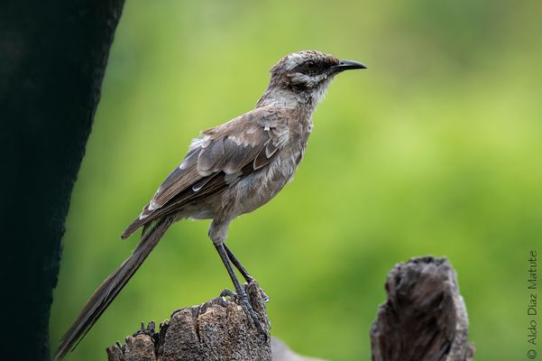 Animales Imágenes y fotos