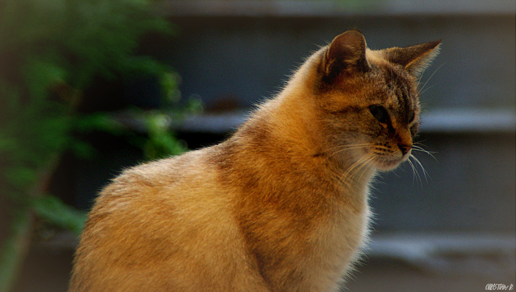 Minette... photo et image | nature, animaux, chats Images fotocommunity