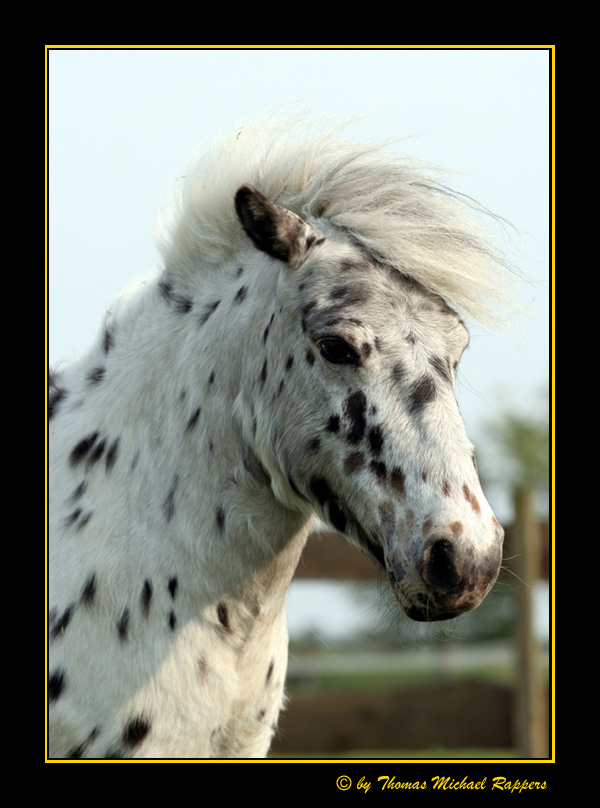 Mini-Appaloosa Foto & Bild | tiere, haustiere, pferde, esel, maultiere ...