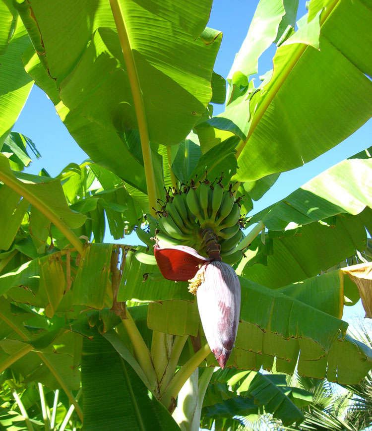 Mini Bananenstaude Foto & Bild | pflanzen, pilze & flechten, natur ...