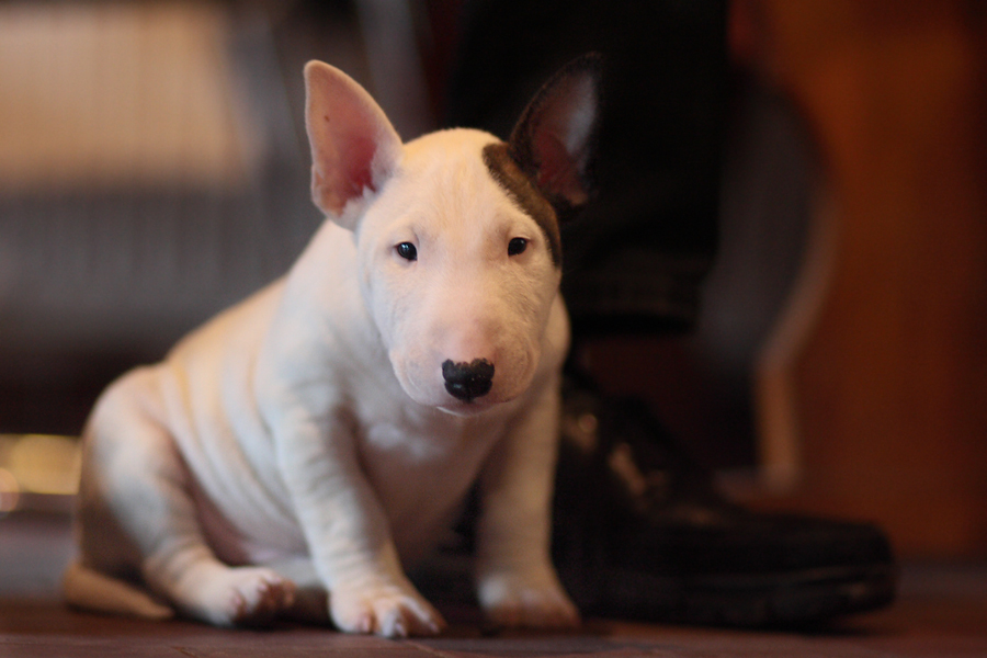 Mini-Bulli Baby Paco Foto & Bild | tiere, haustiere, hunde Bilder auf ...