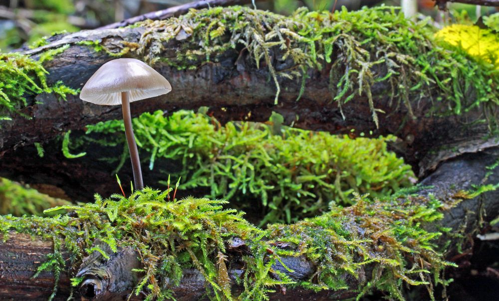 Mini Foto & Bild | pflanzen, pilze & flechten, pilze & flechten, blumen und pflanzen Bilder auf ...