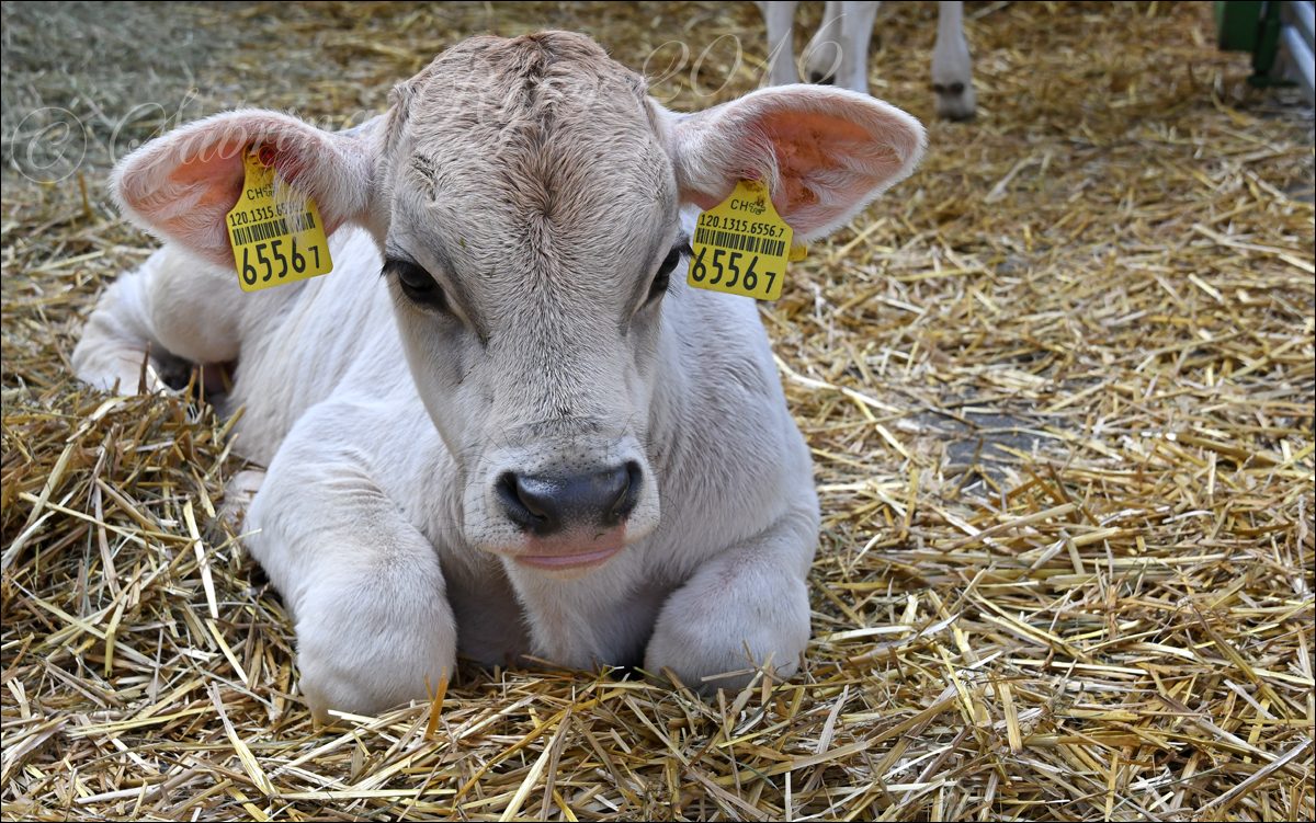 Mini Foto & Bild | natur, kuh, tier Bilder auf fotocommunity