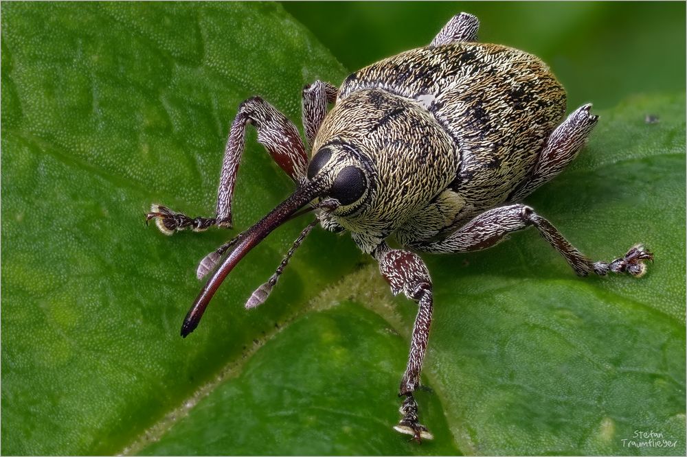 Mini-Elefant Foto & Bild | makro, natur, insekten Bilder auf fotocommunity