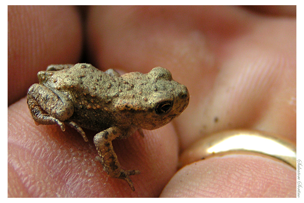 Mini Frosch ... Foto & Bild | tiere, wildlife, amphibien & reptilien ...