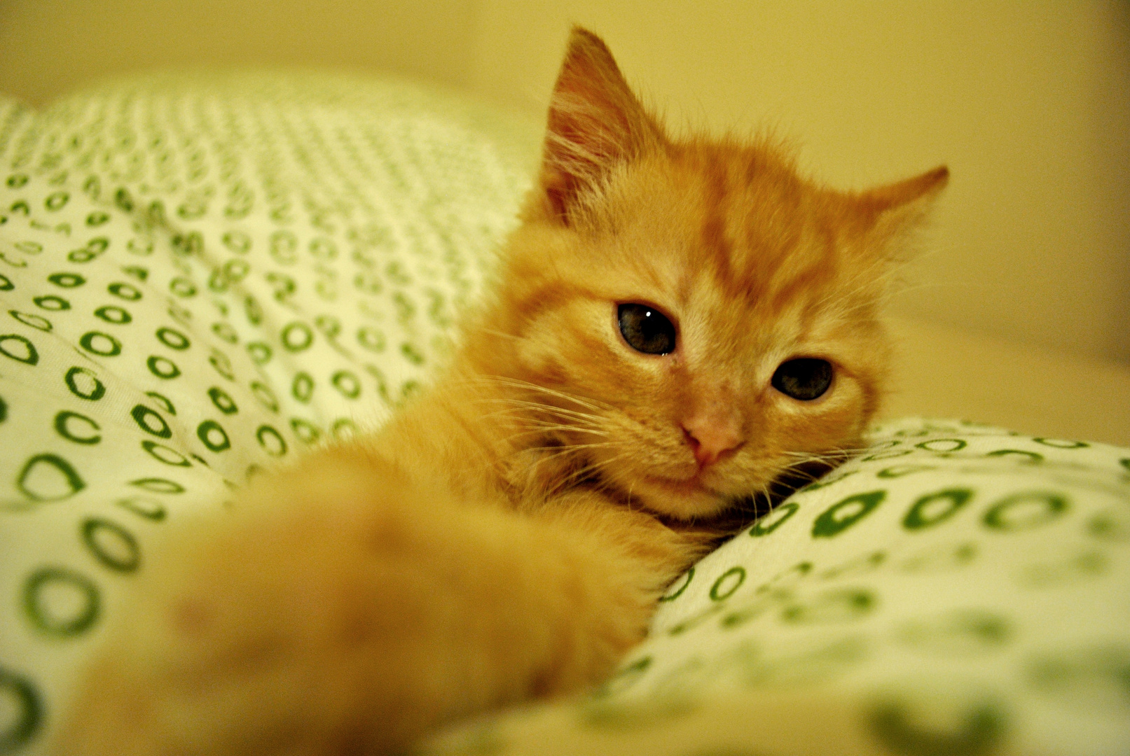 Mini-Garfield Foto & Bild | tiere, tierkinder, natur Bilder auf ...