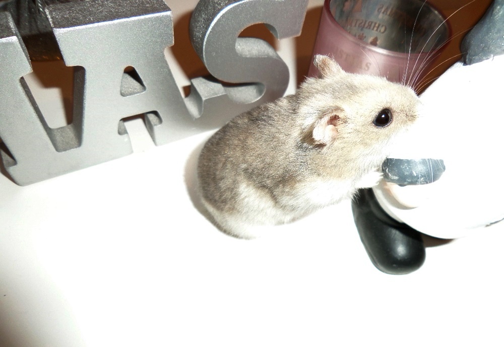 Mini-Hamster on Tour Foto & Bild | tiere, haustiere, nagetiere ...