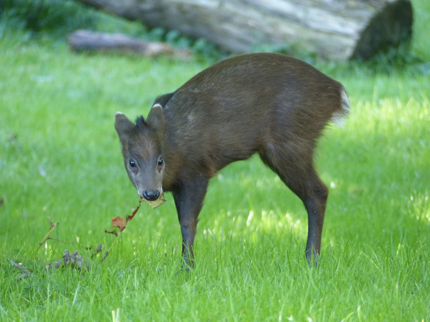 - Mini Hirsch - Foto & Bild | tiere, zoo, wildpark & falknerei ...