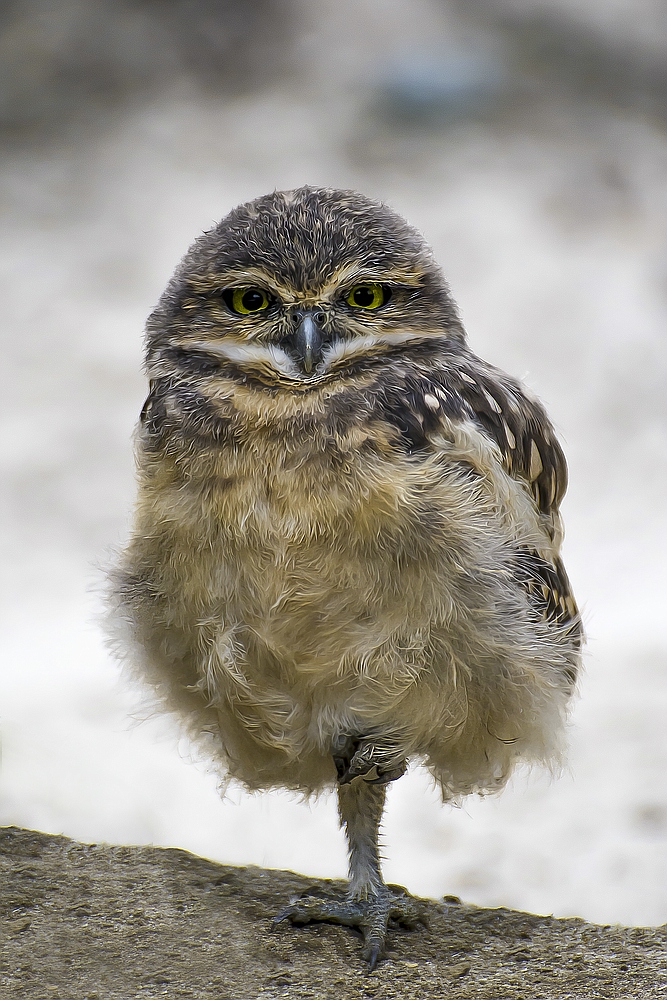 Mini Kautz Foto & Bild | tiere, zoo, wildpark & falknerei, vögel Bilder ...