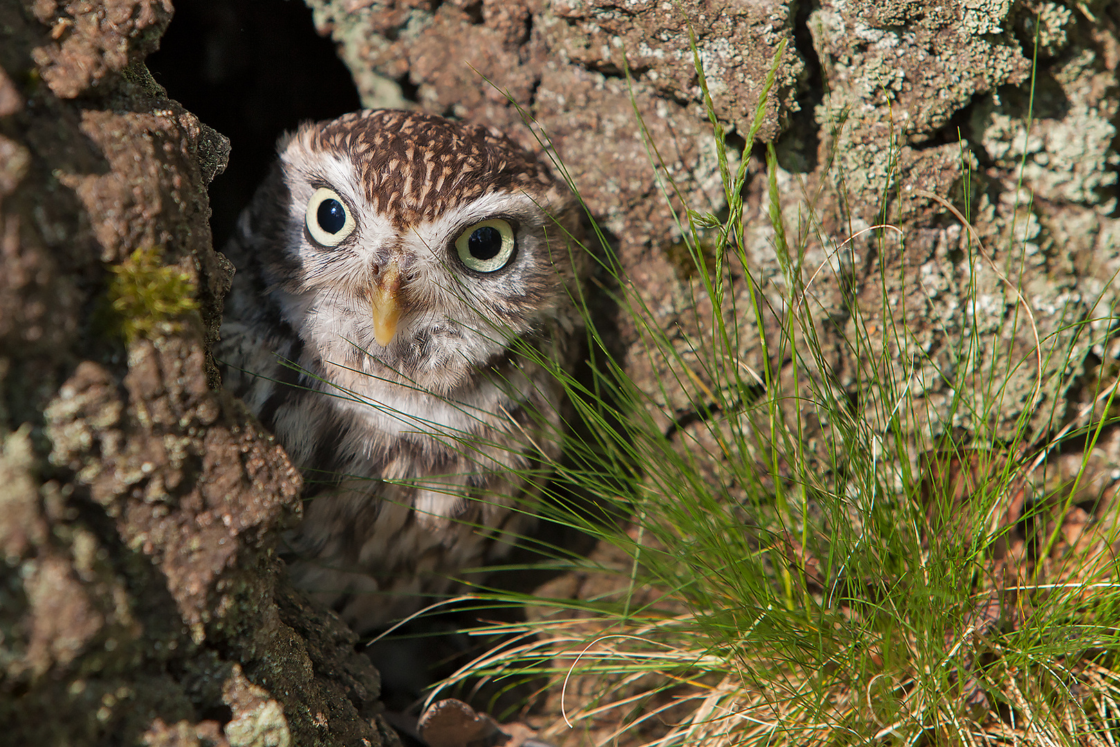 Mini-Kauz 001 Foto & Bild | natur, landschaft, pflanzen Bilder auf ...