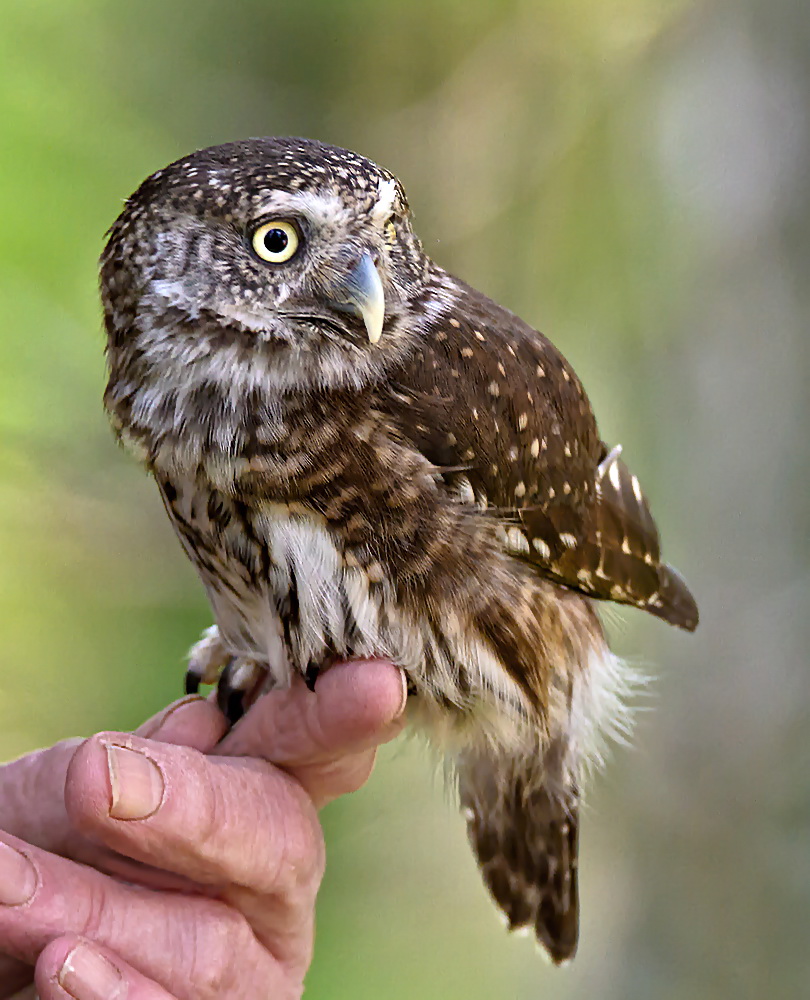 Mini-Kauz Foto & Bild | tiere, zoo, wildpark & falknerei, vögel Bilder ...