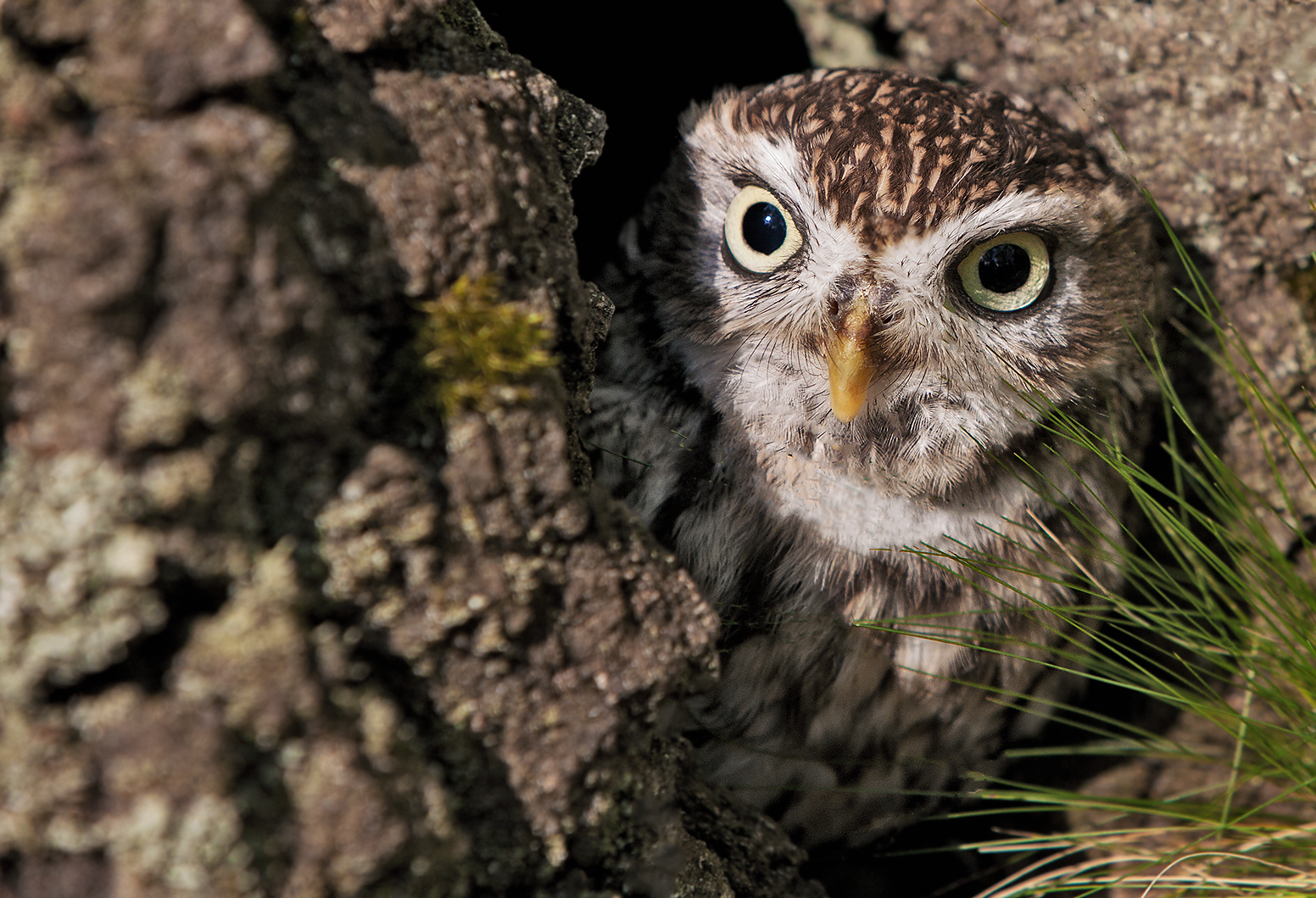 Mini-Kauz Foto & Bild | landschaft, lebensräume, bäume Bilder auf ...