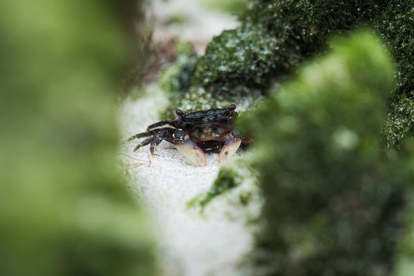 Krebse Bilder & Fotos