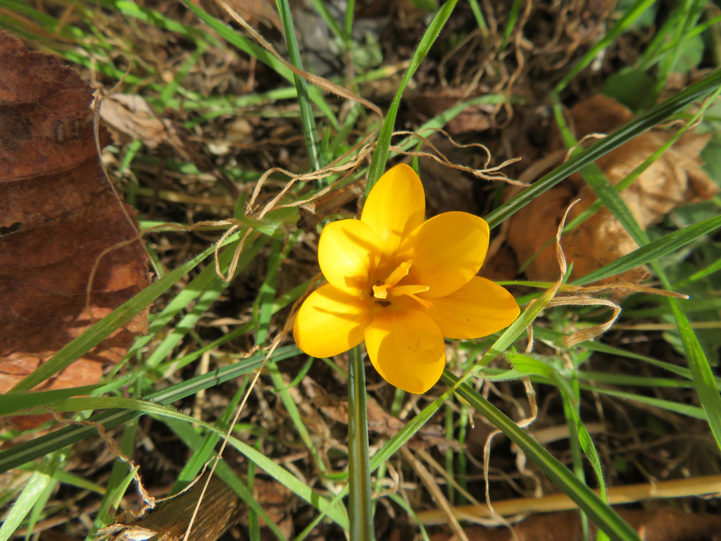 Mini Krokus Foto & Bild | pflanzen, samen, natur, pflanzen Bilder auf ...