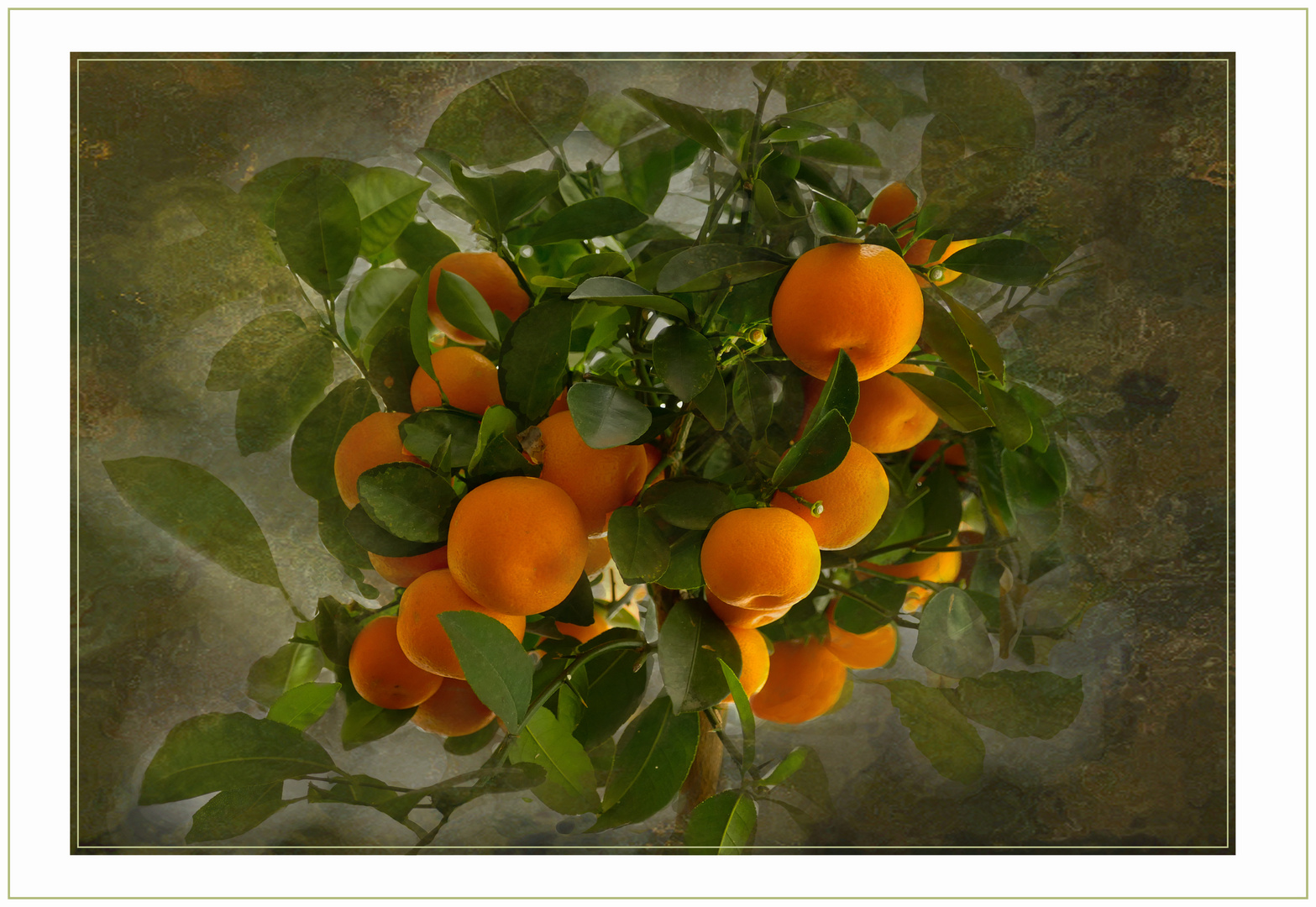 Mini Mandarinen Foto & Bild | obst , spezial, natur Bilder auf ...