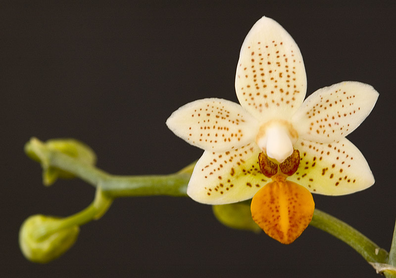 Mini Mark Foto & Bild | pflanzen, pilze & flechten, blüten ...