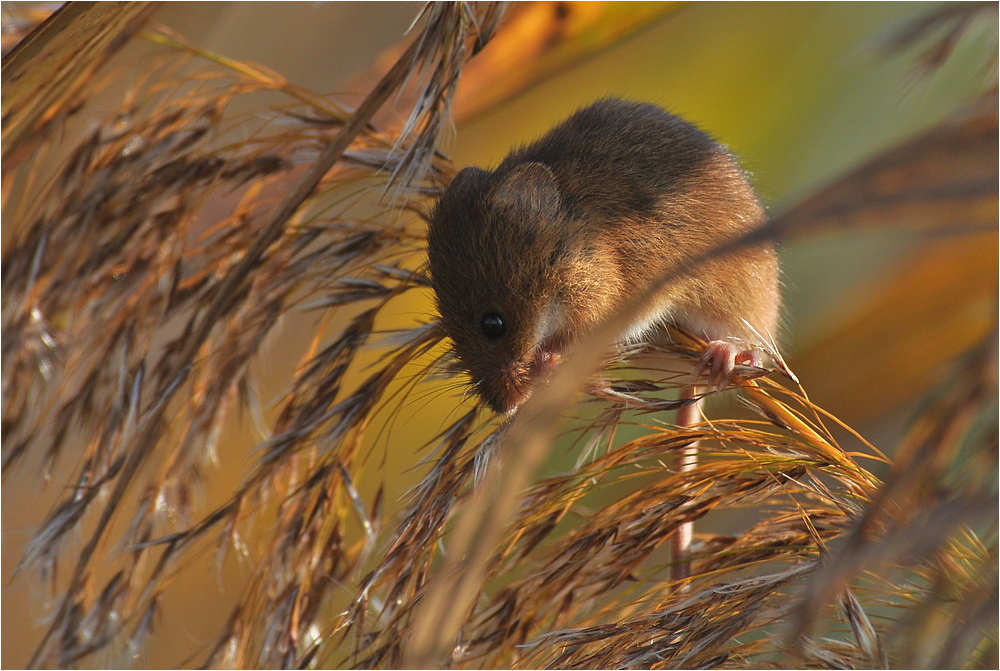 Mini-Maus Foto & Bild | tiere, wildlife, säugetiere Bilder auf ...