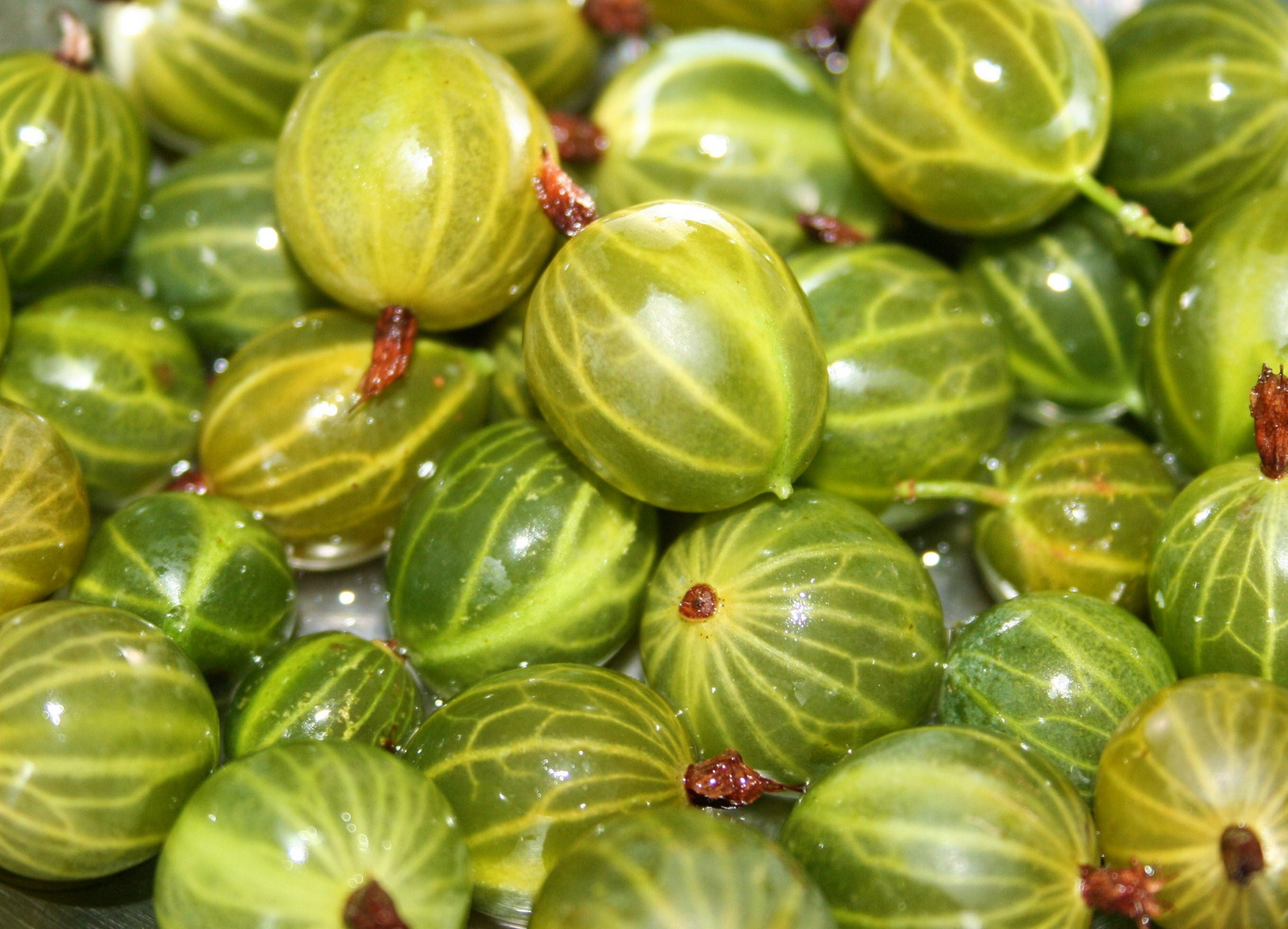 Mini-Melonen Foto & Bild | stillleben, food-fotografie, obst & gemüse ...