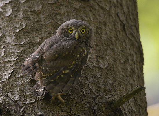 Wildlebende Eulen Bilder & Fotos