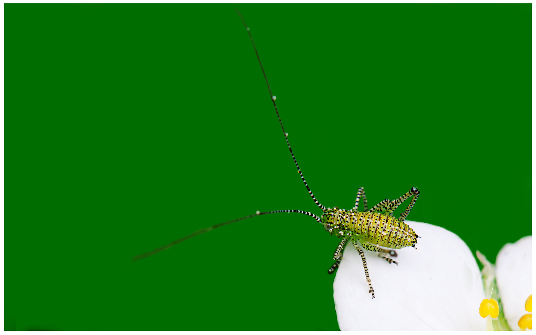 Mini, mini Tierchen - höchstens 2 mm Foto & Bild | tiere, wildlife ...