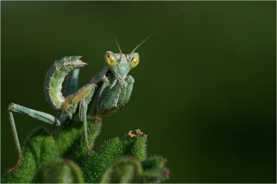 Mini- Monster Foto & Bild | tiere, wildlife, insekten Bilder auf ...
