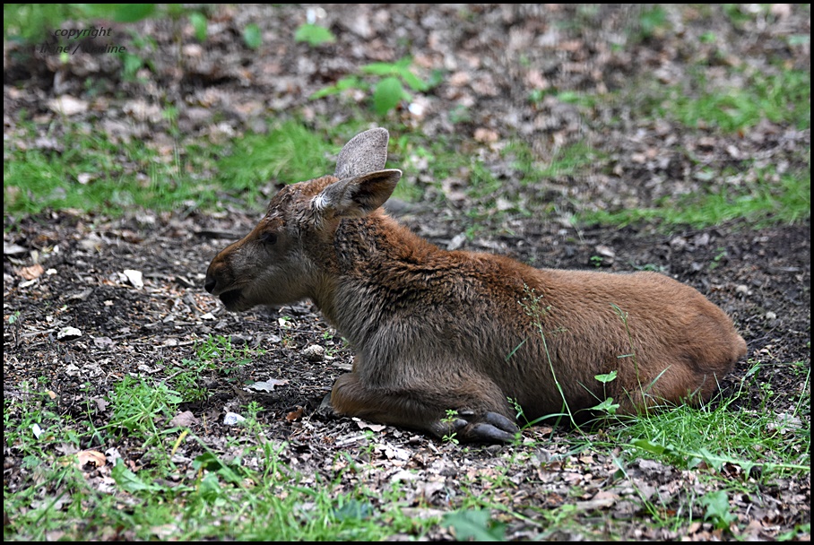 * Mini Moose * Foto & Bild | youth, natur, moose Bilder auf fotocommunity