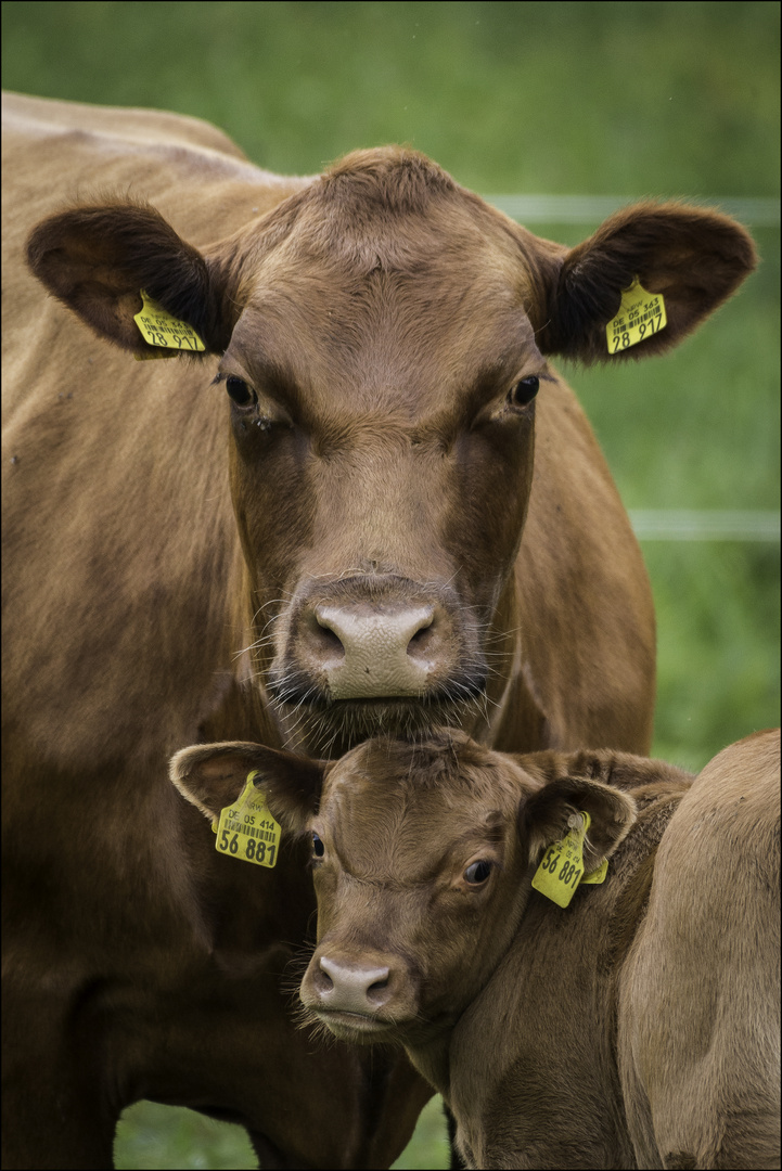 Mini Muh und Mama Muh... Foto & Bild | dokumentation, natur, tiere ...