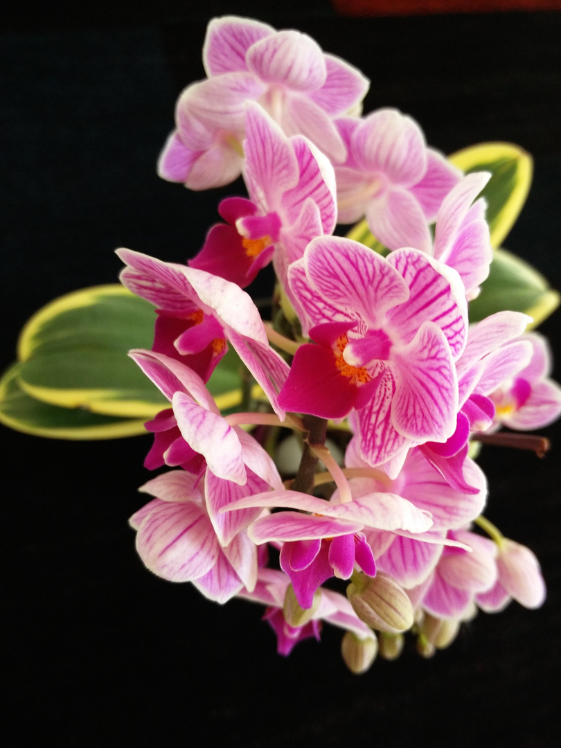 Mini Orchidee Foto & Bild | natur, pflanzen, orchideen Bilder auf ...