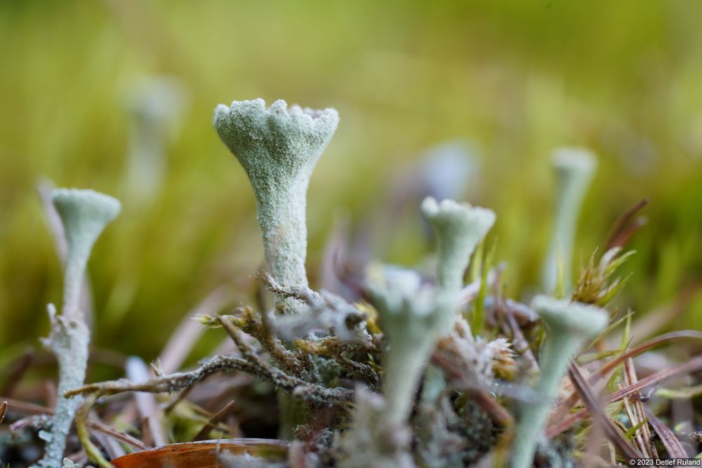 Mini - Pilze # 3 Foto & Bild | pflanzen, pilze & flechten, landschaft, pilze & flechten Bilder ...