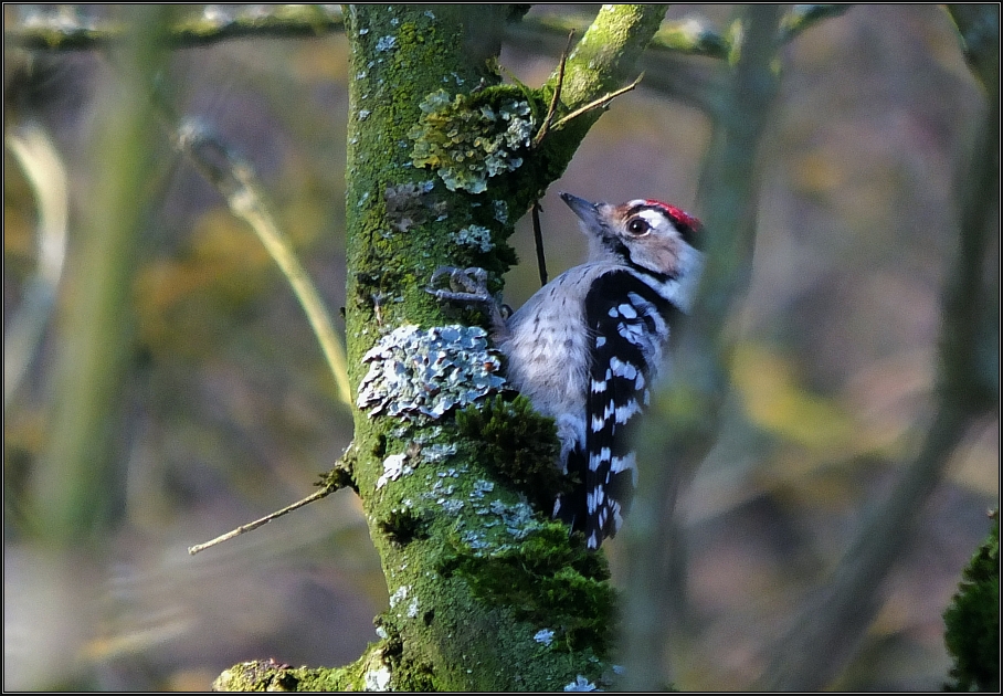 Mini-Specht Foto & Bild | tiere, wildlife, wild lebende vögel Bilder ...