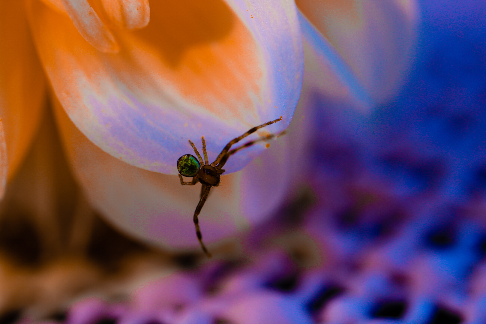 Mini-Spider Foto & Bild | tiere, jahreszeiten, herbst Bilder auf ...