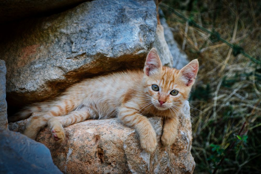mini Tiger 1 Foto & Bild | tiere, haustiere, katzen Bilder auf ...