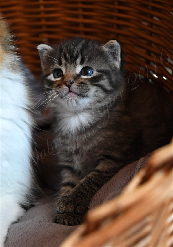 Mini Tiger Foto & Bild | haustiere, natur, katze Bilder auf fotocommunity