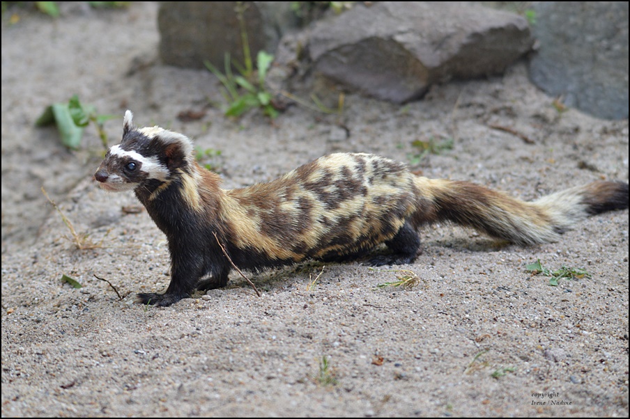 Mini Tiger Foto & Bild | tiere, zoo, wildpark & falknerei, säugetiere ...