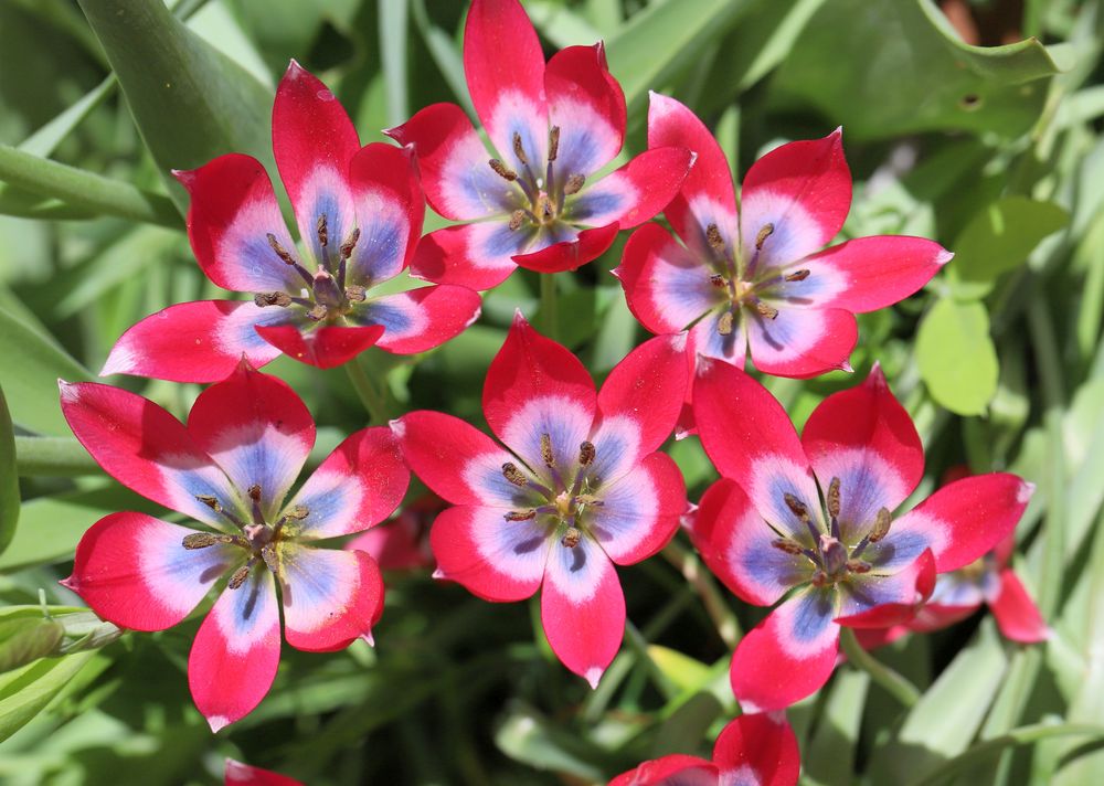 Mini-Tulpen Foto & Bild | pflanzen, pilze & flechten, blüten- & kleinpflanzen, projekte Bilder ...