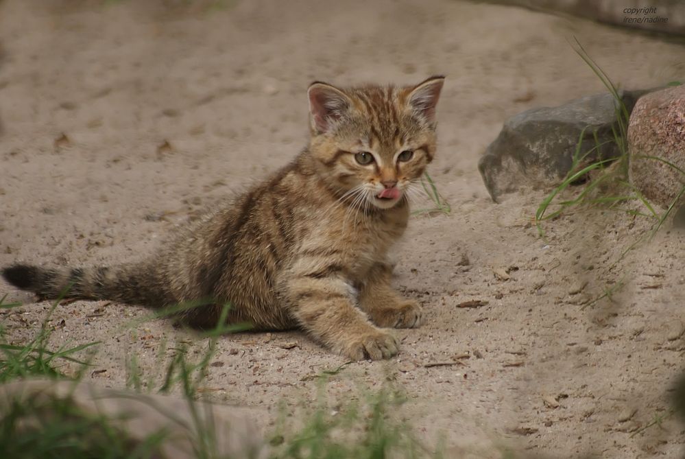* Mini Wildcat * Foto & Bild | tiere, zoo, wildpark & falknerei ...