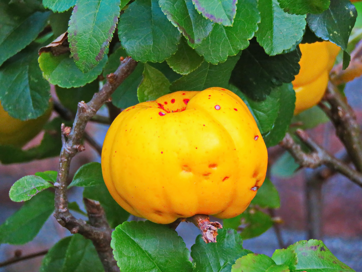 mini "Zierquitte" : am Strauch vor Haus...ist viel kleiner als ein ...