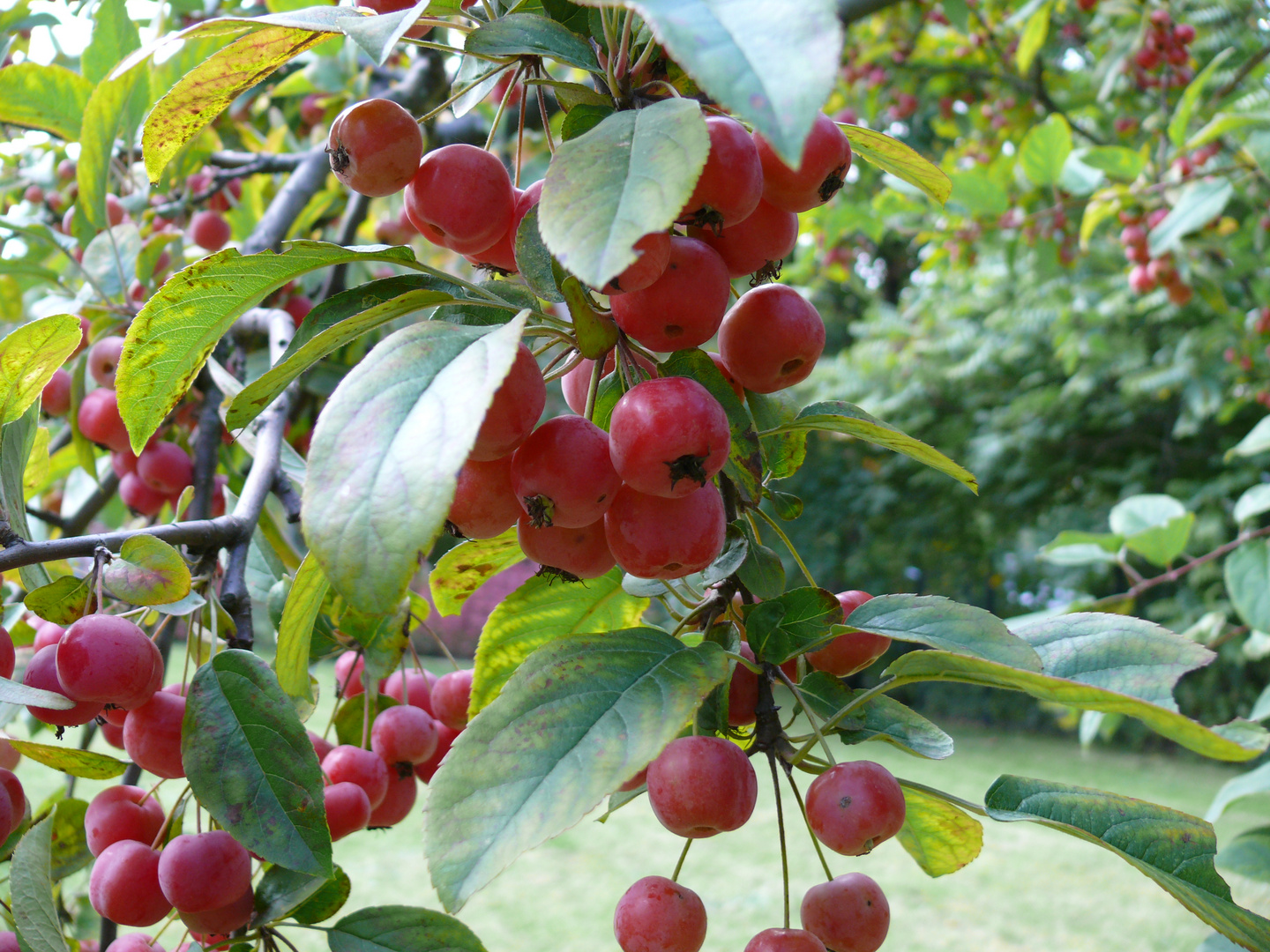 Miniäpfel Foto & Bild | pflanzen, pilze & flechten, früchte und beeren ...