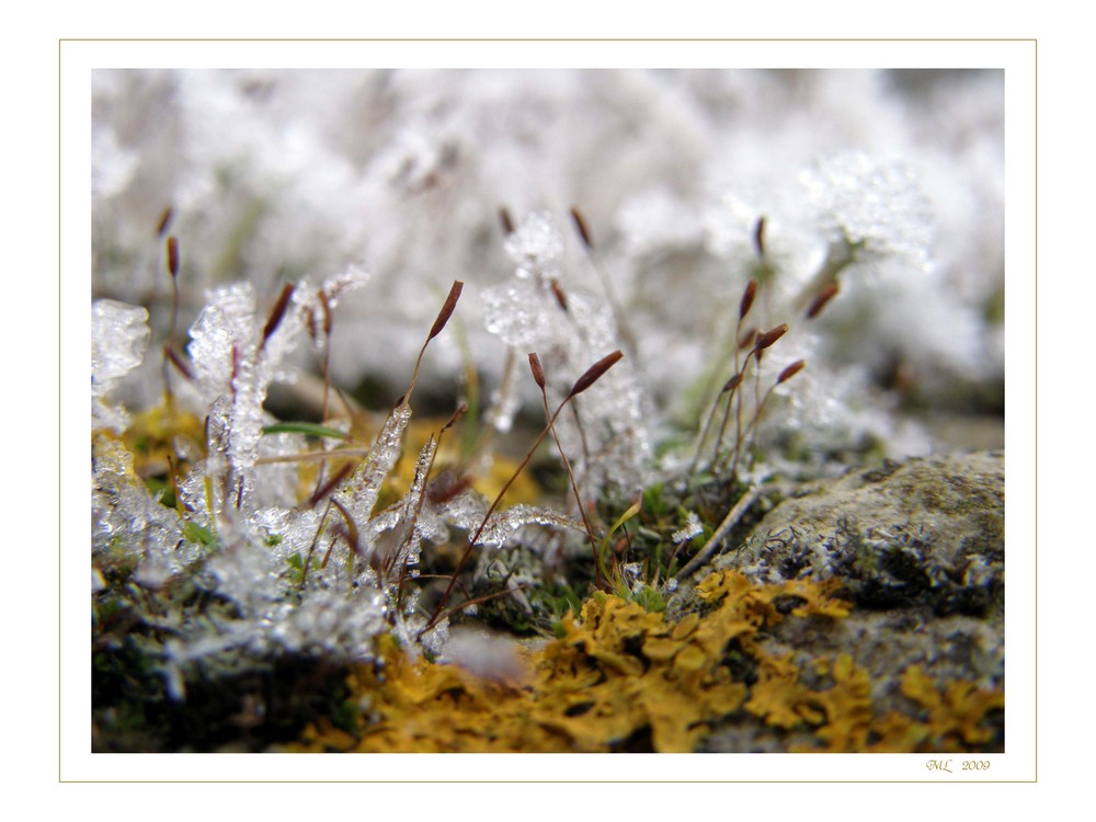 Miniatur~Eiswelten VIII Foto & Bild | archiv projekte naturchannel ...
