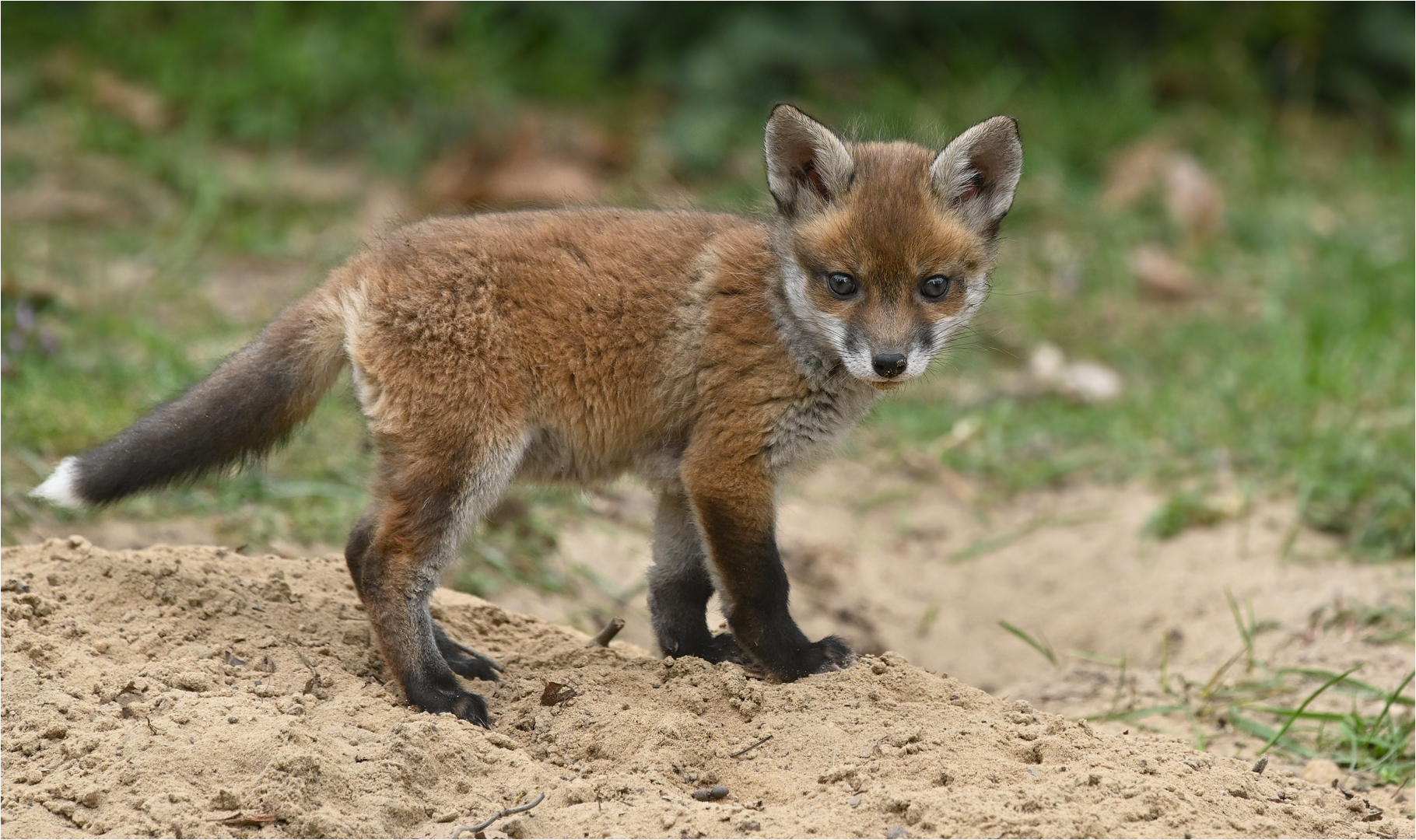 "Minifuchs" Foto & Bild | tiere, wildlife, säugetiere Bilder auf ...