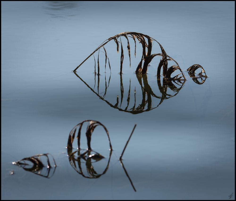 Minimal filigran Foto & Bild | nah- & makro, techniken, aufnahme-techniken Bilder auf fotocommunity