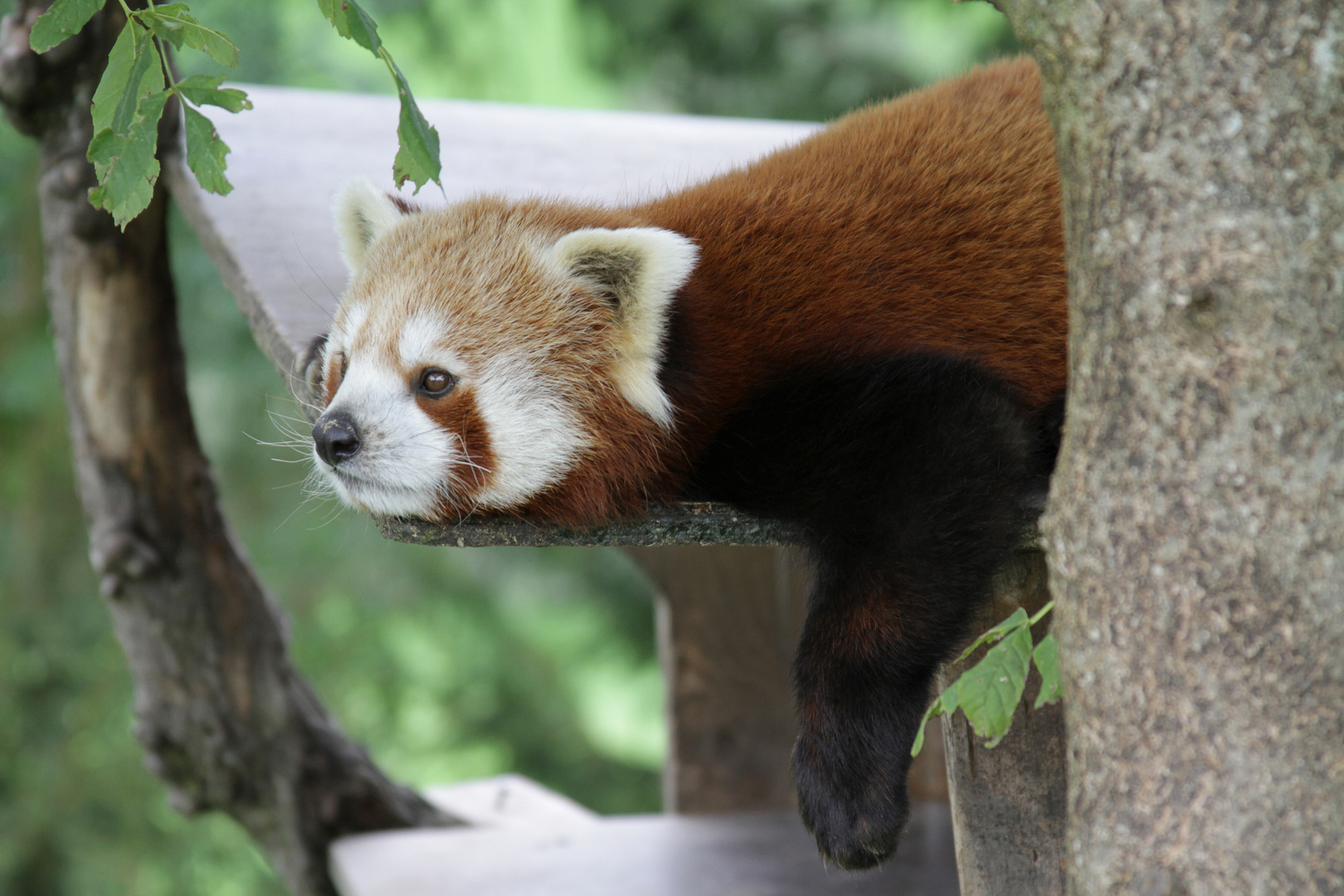 Minipanda Foto & Bild | tiere, zoo, wildpark & falknerei, säugetiere ...