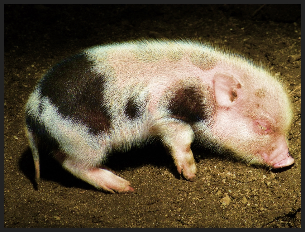 Minischwein Foto & Bild | tiere, zoo, wildpark & falknerei, säugetiere ...