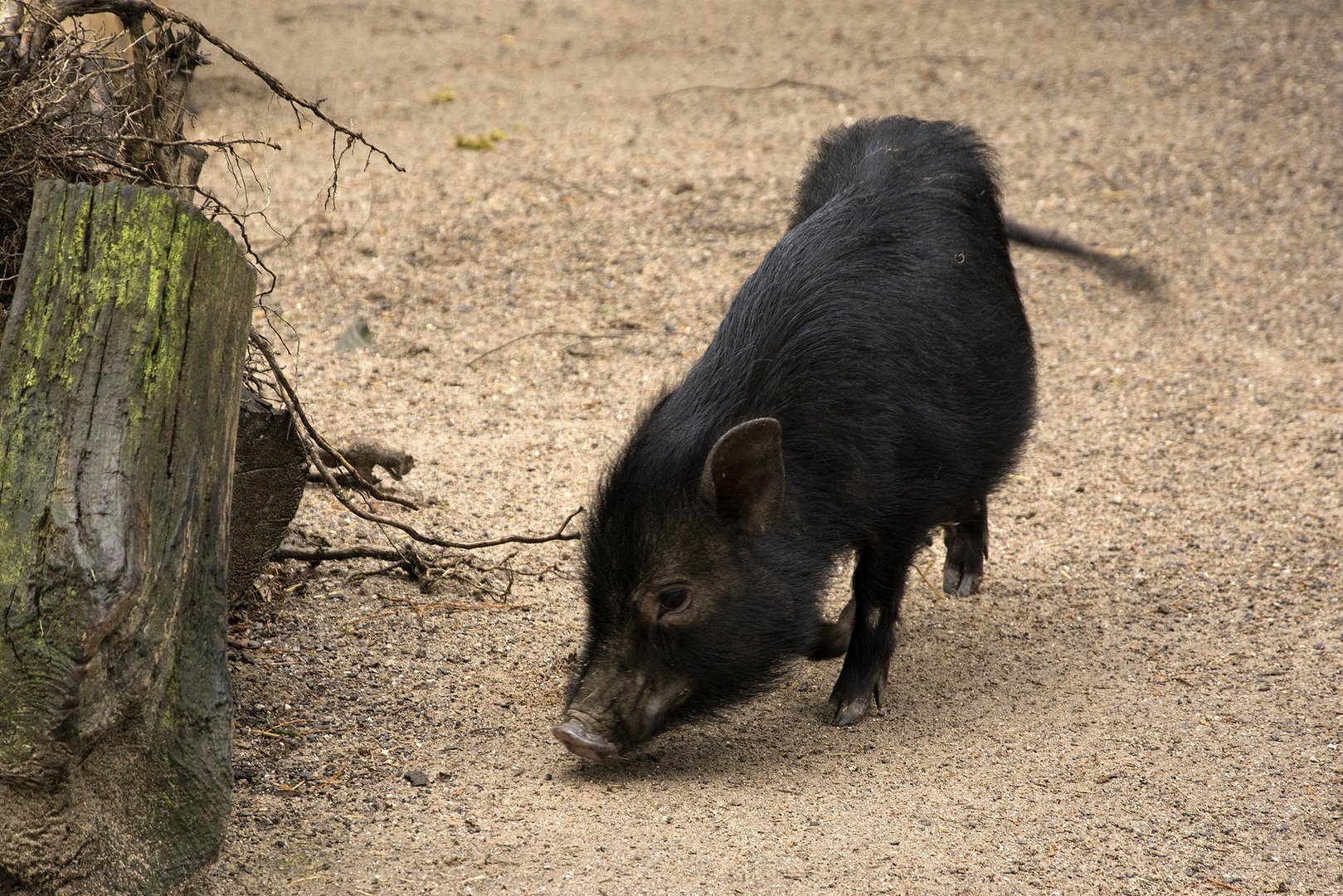 Minischwein Foto & Bild | tiere, zoo, wildpark & falknerei, säugetiere ...