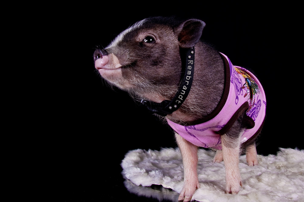 Minischwein Foto & Bild | tiere, haustiere, sonstige Bilder auf ...