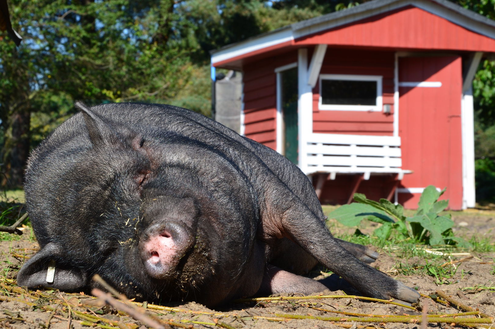 Minischwein Peppi Foto & Bild | tiere, haustiere, sonstige Bilder auf ...